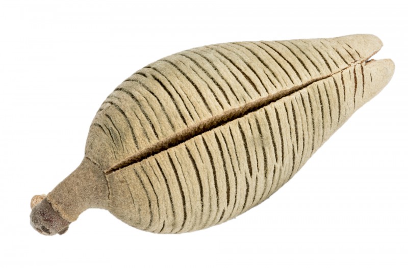 Woody Pear Natur, Größe ca. 5-7 cm, Junge nicht geöffnete Früchte ...