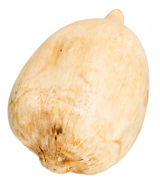 Cacho de coco nuss gebleicht ca. 9-14cm | NaDeco