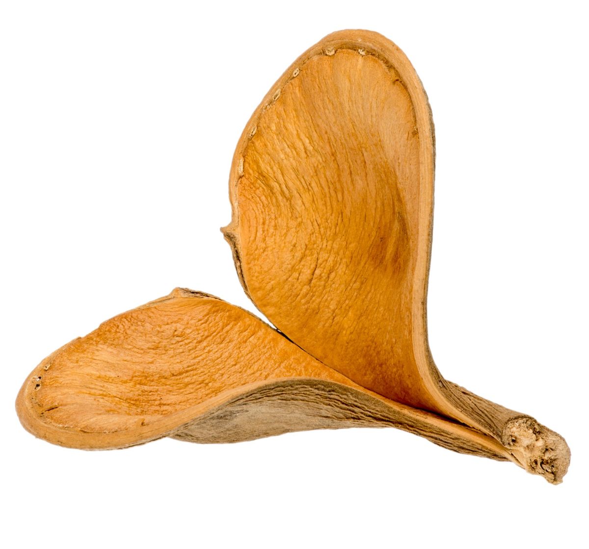 Elefanten Ohr 2 Lappig, Länge ca. 13-15 cm | Xylia xylocarpa | NaDeco