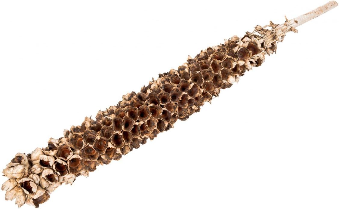 Cacho de Coco ca.120-190cm | NaDeco