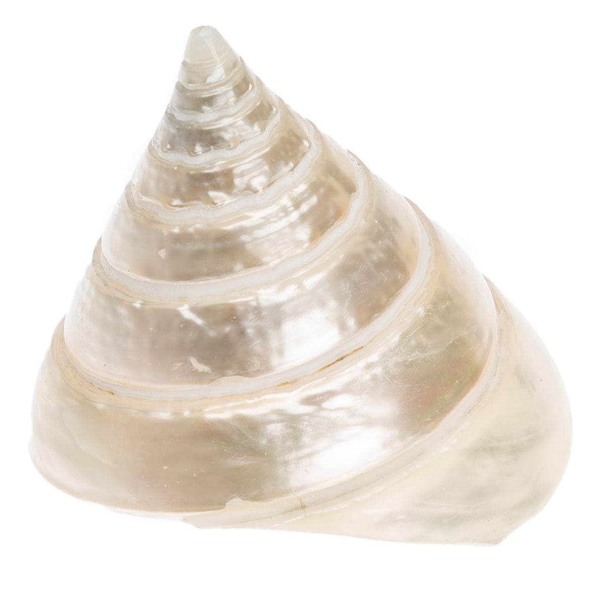 Trochus pyramis, Größe ca. 5cm | Deko-Schnecke | plentyShop LTS