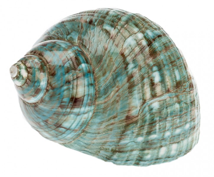 Turbo burgos, geschliffen & poliert, Größe ca. 7cm | Turbo marmoratus ...