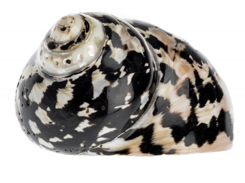 Cittarium pica, geschliffen und poliert, Größe ca. 4-6 cm | Deko ...