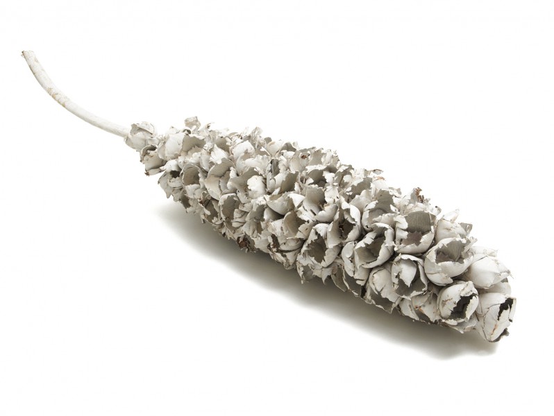 Cacho de Coco weiß ca. 150-180cm | NaDeco