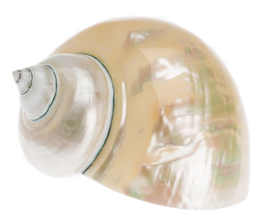 Turbo burgos, "Pearl", geschliffen und poliert, Größe ca. 7cm ...