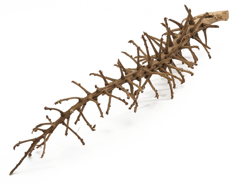 Rib Stick natur ca. 100cm | plentyShop LTS