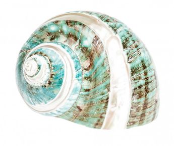 Turbo burgos, banded, poliert, Größe ca. 7cm | Turbo marmoratus | NaDeco