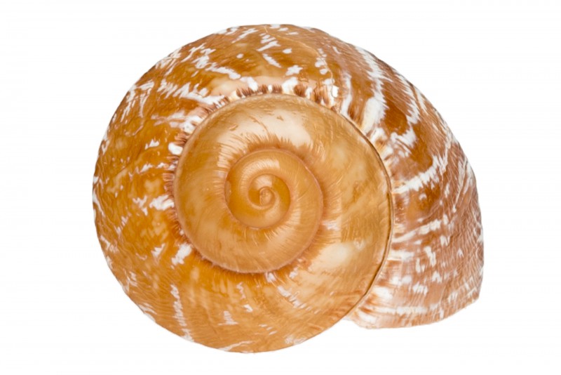 Ryssota zeus ca. 5cm | NaDeco