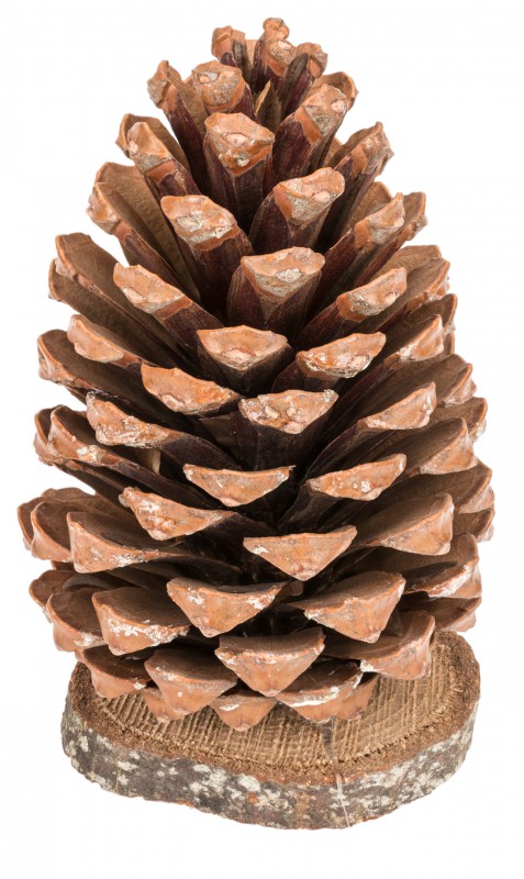 Pinus Maritima 14-18cm mit Holzfuß | plentyShop LTS