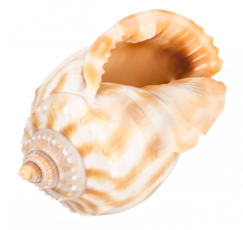 Phalium bandatum, Größe ca. 8cm | Bänder-Helmschnecke | plentyShop LTS