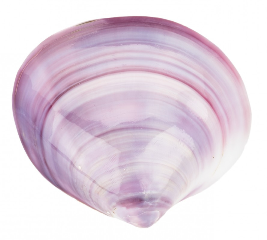 Purple Clam Schale halbiert ca. 7cm | Batissa violacea | NaDeco