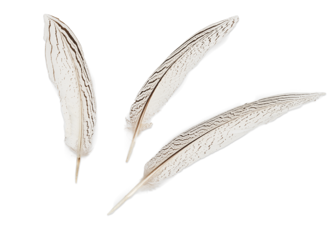 Silberfasan Feder 20-25cm 3 Stück | Fasanenfeder | NaDeco