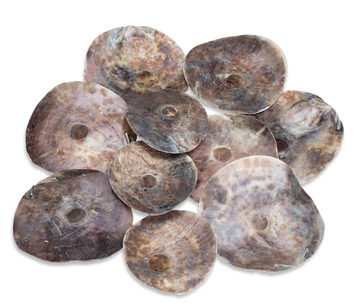 Placuna placenta, rund, Packung mit ca. 250g | Placuna ephippium | NaDeco