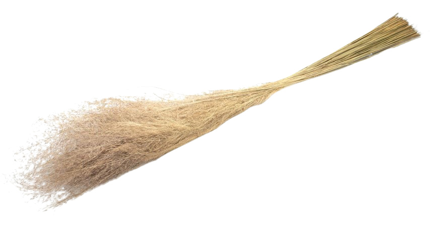 Lupidium, getrocknet, im Bund, Länge ca. 90 cm | Trockenblumen ...