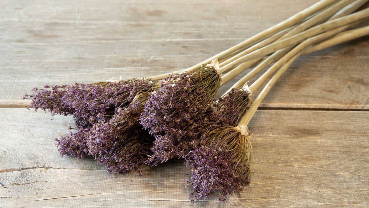 Allium Cherry, getrocknet, im Bund mit 10 Stk., Größe ca. 70-75 cm ...