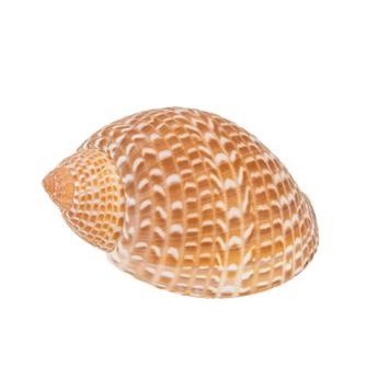 Tonna perdix, Größe ca. 8-10cm | Rebhuhn-Tonnenschnecke | NaDeco