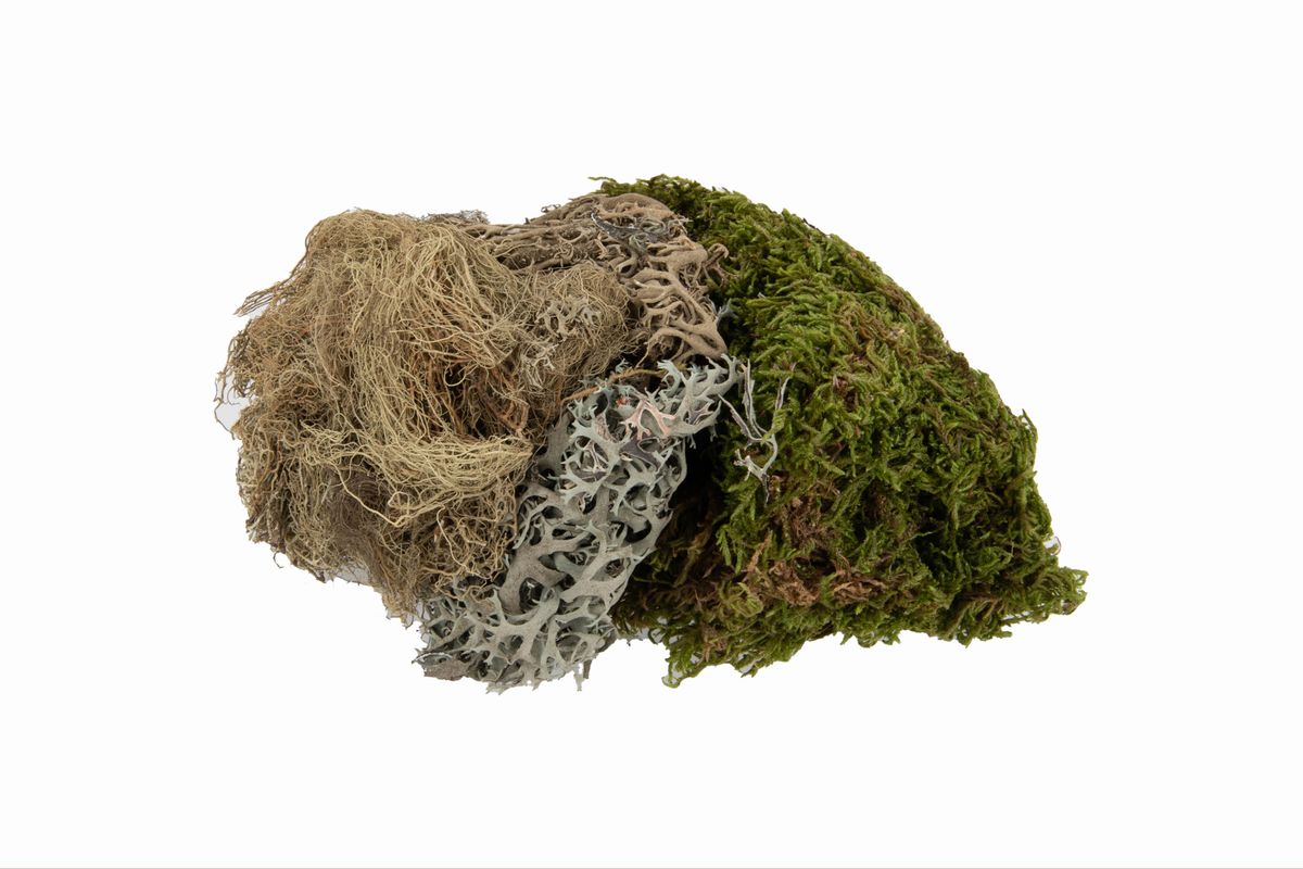 Deko-Moos-Mix bestehend aus Lappenmoos, Mooshaar und Moosflechte, Menge ...