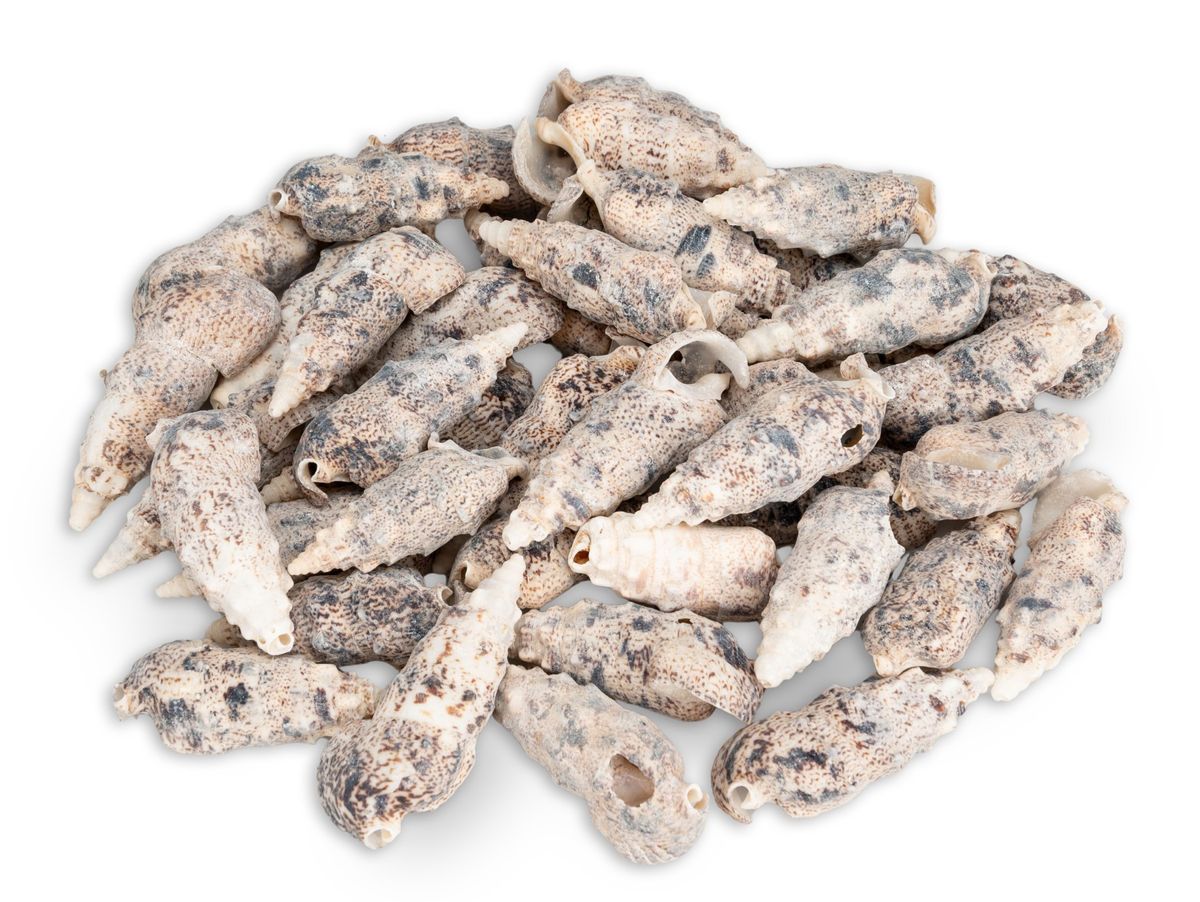 Cerithium aluco, 0,5kg, ca. 5 - 7,5cm, ca. 35-45 Stk | Pseudovertagus ...